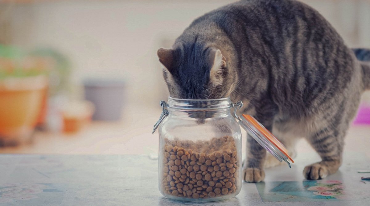 Oh, you fat thing! 5 tips against obesity in dogs and cats