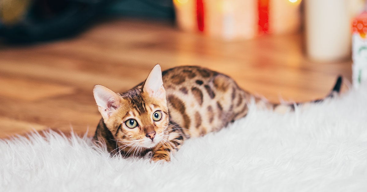 Sedatives for cats and dogs - natural help on New Year's Eve