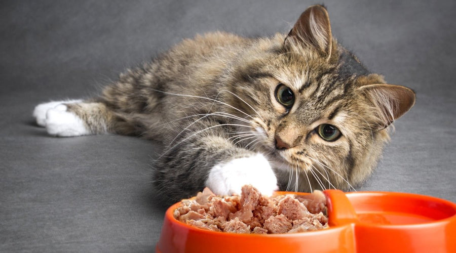 Deine Katze frisst nicht? Tipps und Tricks für mehr Appetit