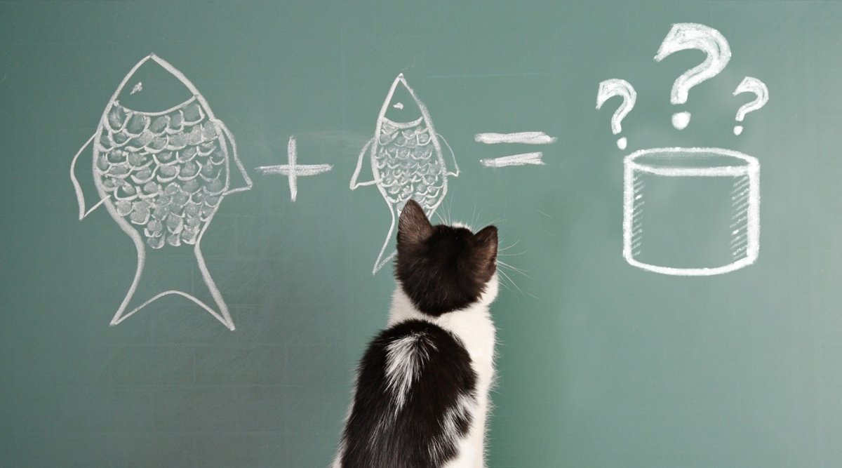 Feed declaration - When meat is not just meat