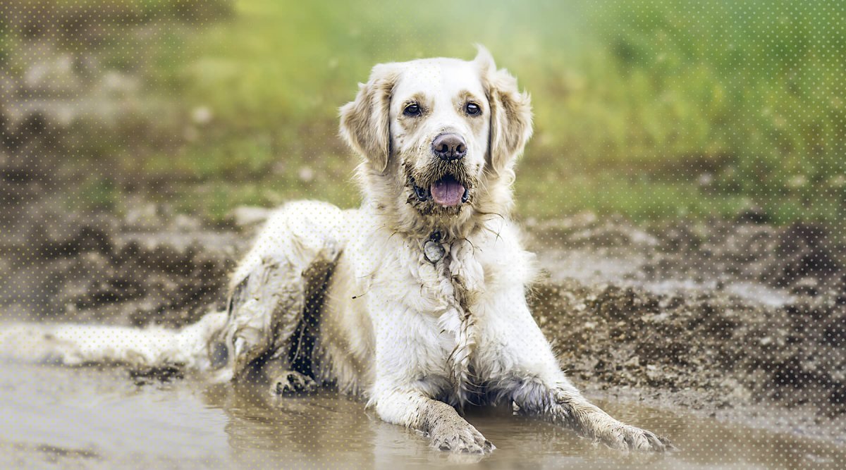 Giardia in dogs - Can my dog get infected from puddle water?