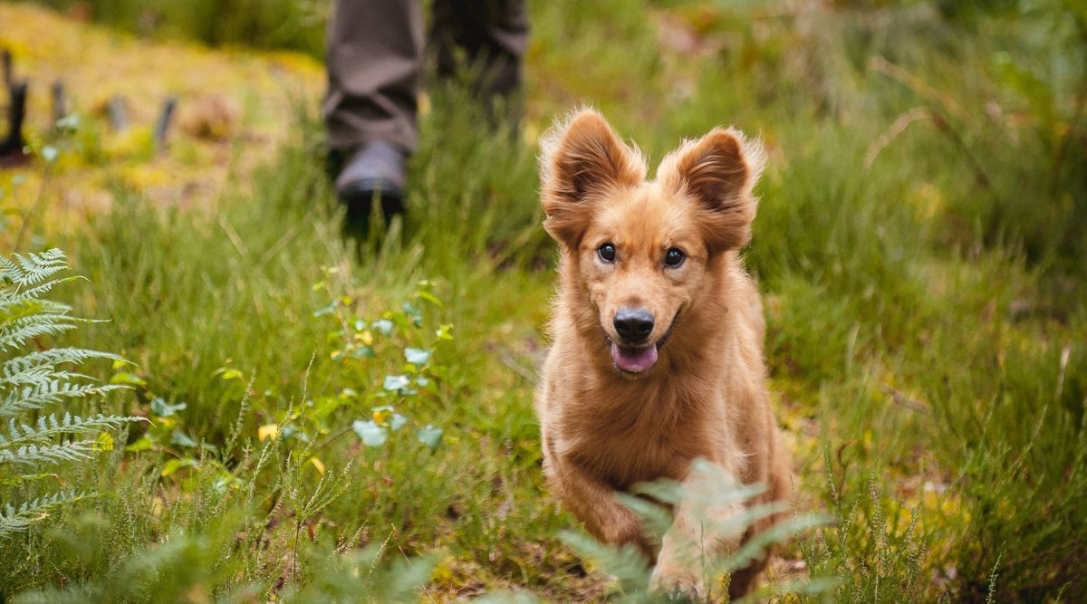Deer louse fly - how to protect your pet